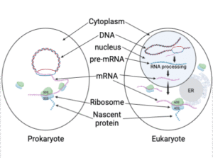 Eukaryotic Translation Vs Prokaryotic Translation Best Notes