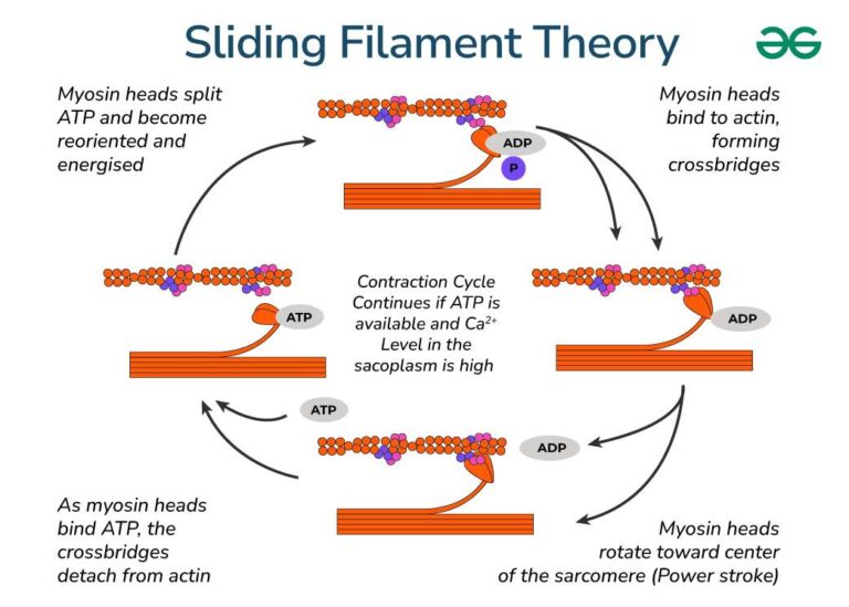 Sliding Filament Theory of Muscle Contraction - Best Biology