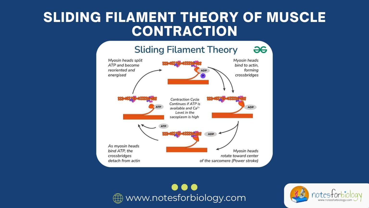Sliding Filament Theory of Muscle Contraction - Best Biology