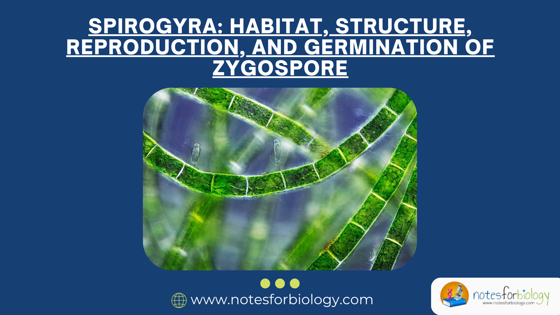 Spirogyra: Habitat, Structure, Reproduction, and... Best