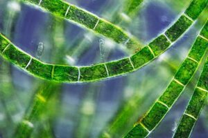 Spirogyra: Habitat, Structure, Reproduction, and... Best