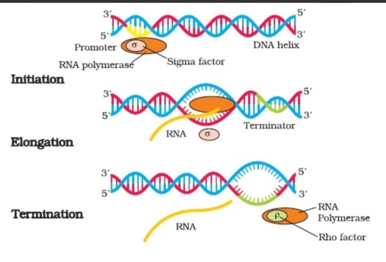 DNA Transcription (RNA Synthesis) - Best Biology Notes,...