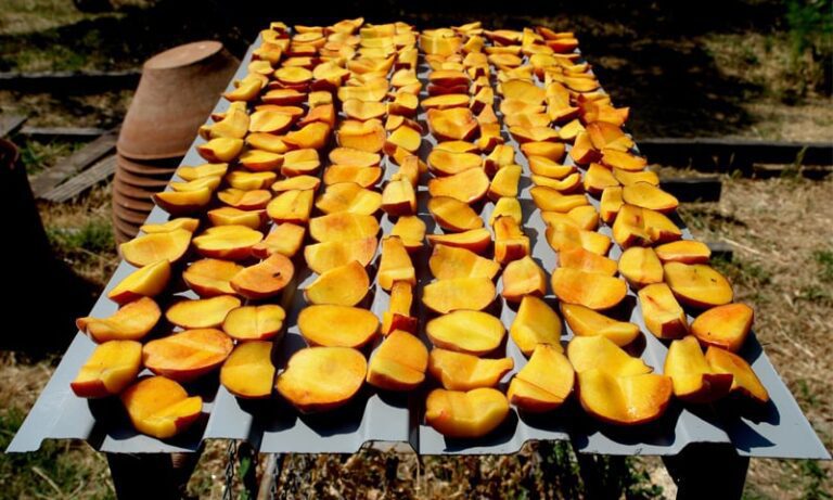 Drying Method of Food Preservation - Best Biology Notes,...