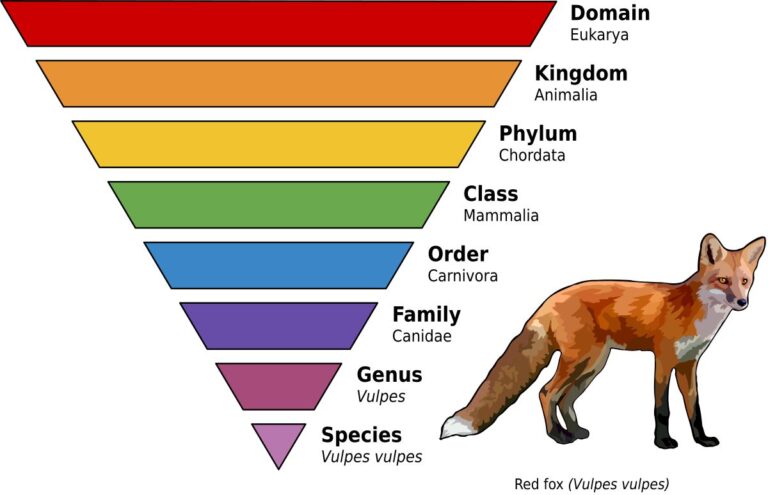 Biological Classification: Three Domains of Life - Best Bio