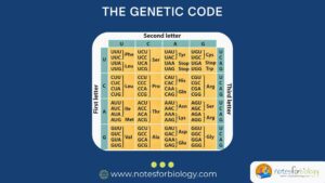 The Genetic Code - Best Biology Notes, Reference, Articles