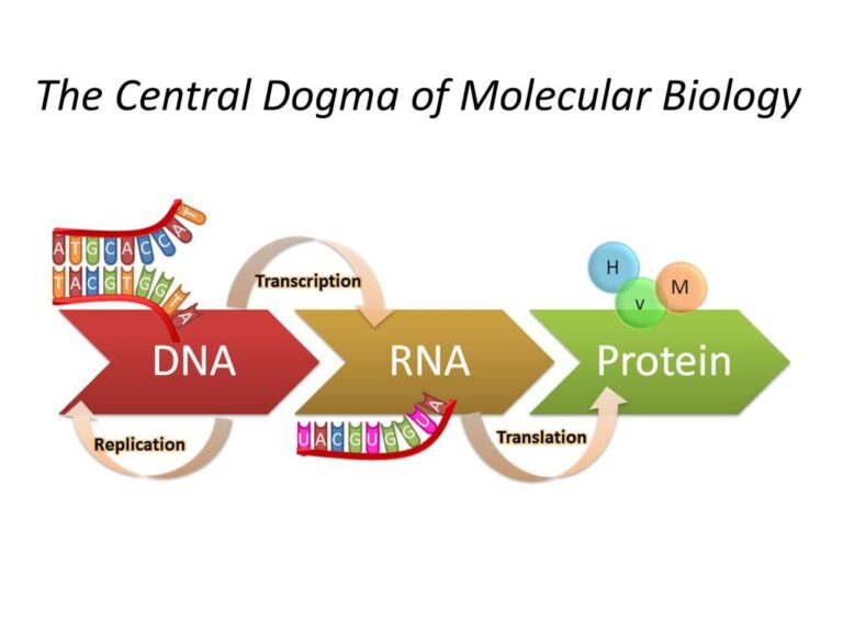 DNA Transcription (RNA Synthesis) - Best Biology Notes,...