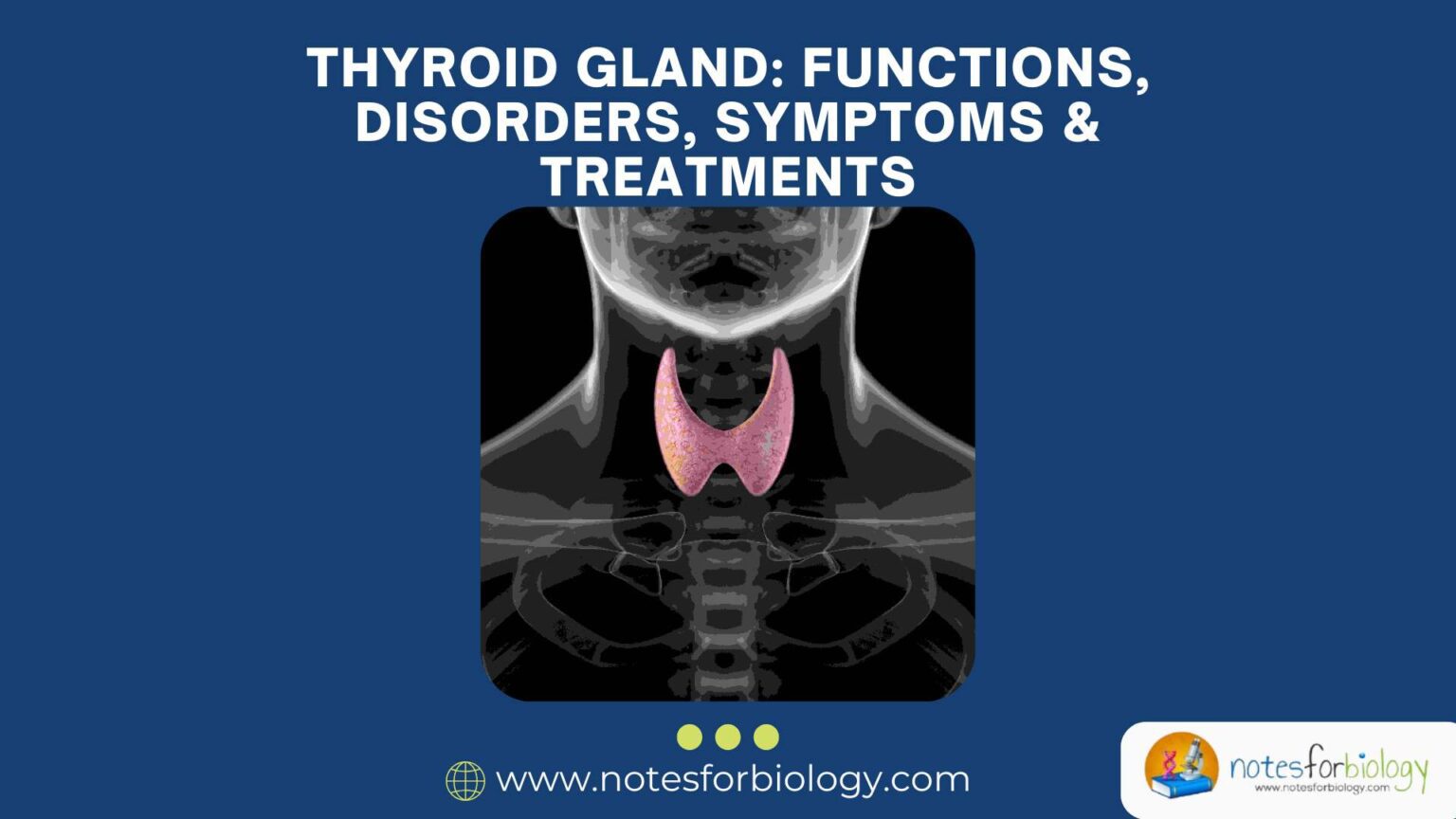 Thyroid Gland: Functions, Disorders, Symptoms &... Best