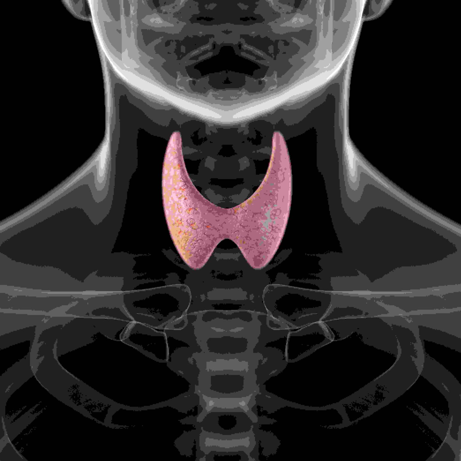 Thyroid Gland: Functions, Disorders, Symptoms &... Best