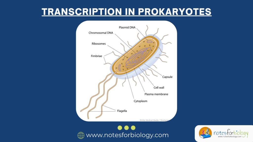 Normal flora of human host: Types, Examples and Roles