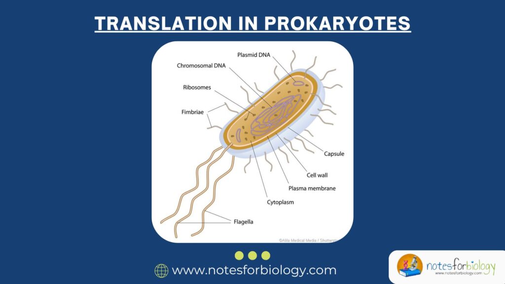 Translation in Prokaryotes - Best Biology Notes,...
