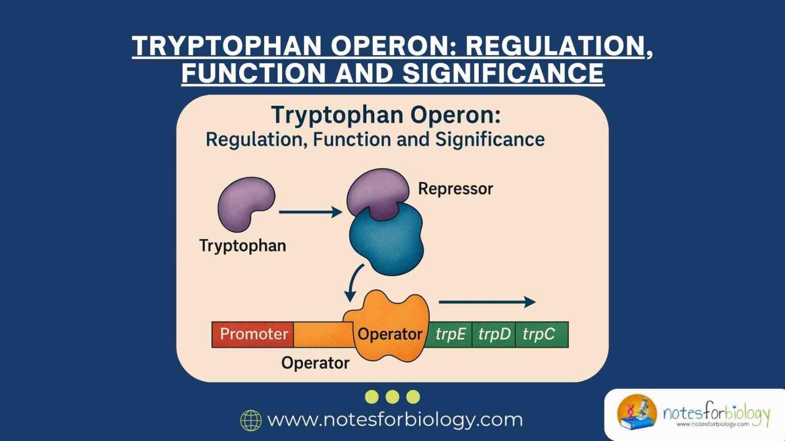Tryptophan Operon: Regulation, Function and Significance
