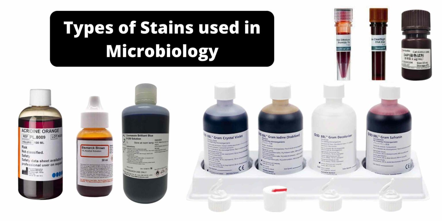 Stains or dyes used in microbiology: composition, types...