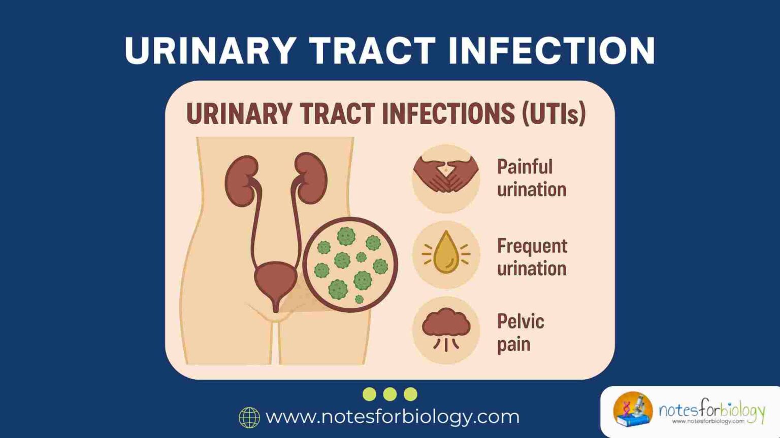 UTI (Urinary Tract Infection) caused by Common Bacteria