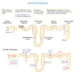 Physiology of urine formation - Best Biology Notes,...