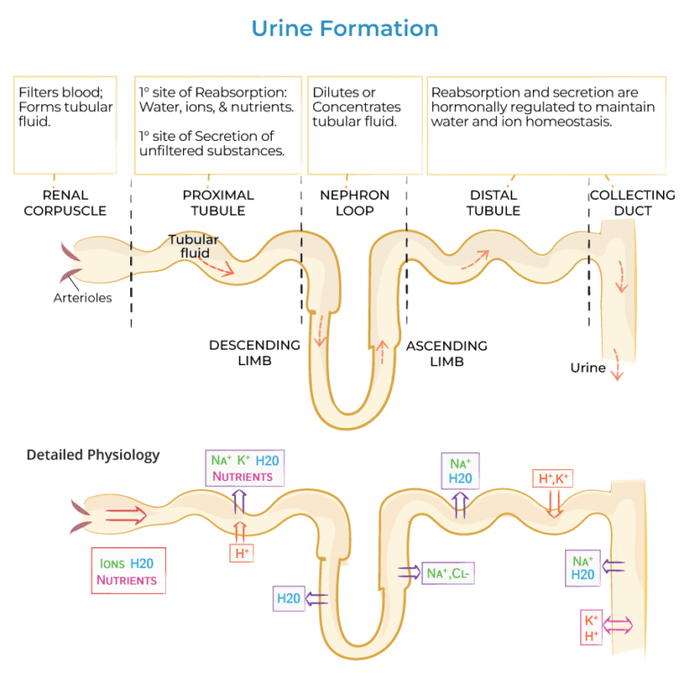 Physiology of urine formation - Best Biology Notes,...