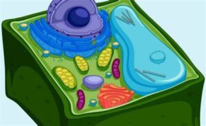 Difference Between Vegetative Cell and Endospore. Best