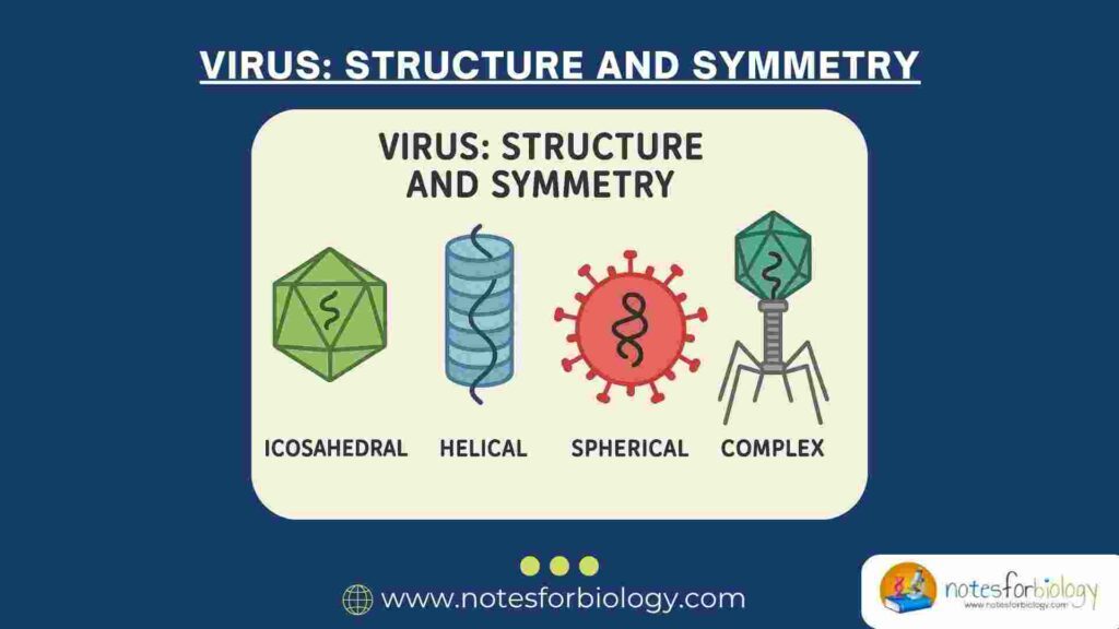 Viruses: Structure, Features, Symmetry - Best Biology Notes