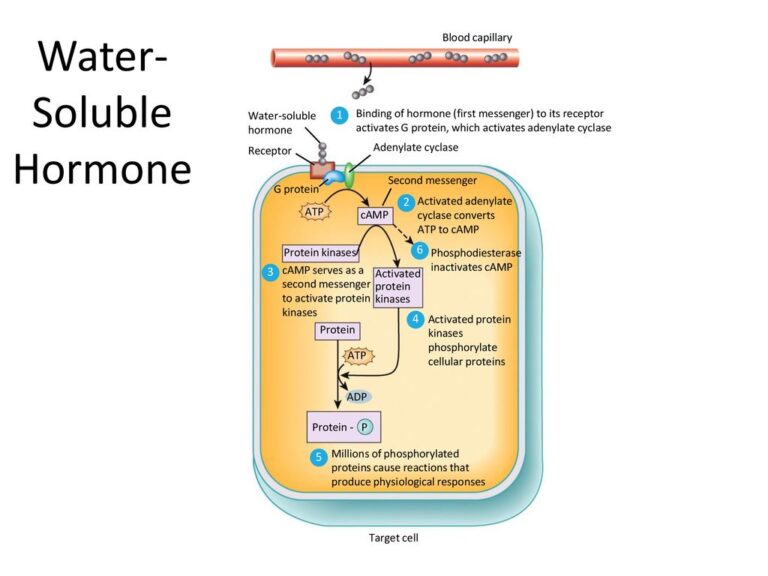Mechanism of Hormones action - Best Biology Notes,...