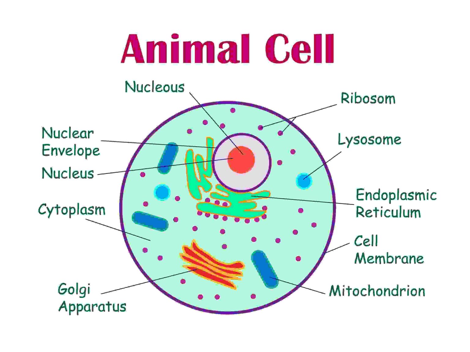 Cell Organelles: Definition, Structure, Functions, and Best