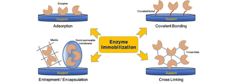 Factors Of Enzyme Action and Immobilized Enzymes