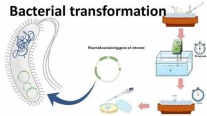 Bacterial Transformation: Competence in gram positive and...