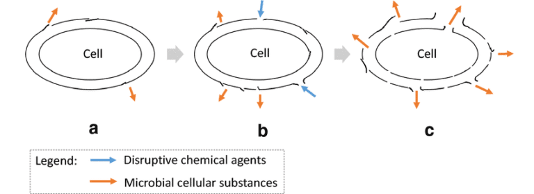 Cell Disruption - Definition, Methods, Types, Significance