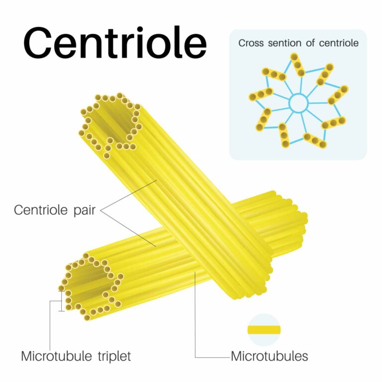 Centrioles - Best Biology Notes, Reference, Articles