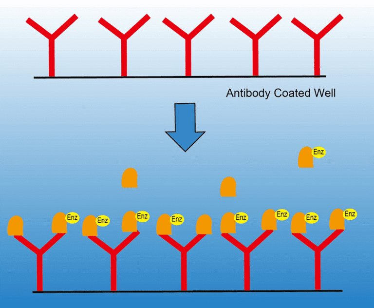Competitive ELISA Protocol and Animation - Best Biology Note