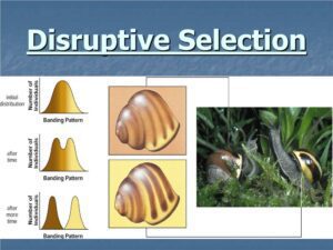 Disruptive Selection - Best Biology Notes, Reference,..