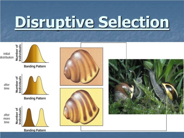 Disruptive Selection - Best Biology Notes, Reference,..