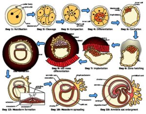 Human Fertilization and Embryogenesis - Best Biology...