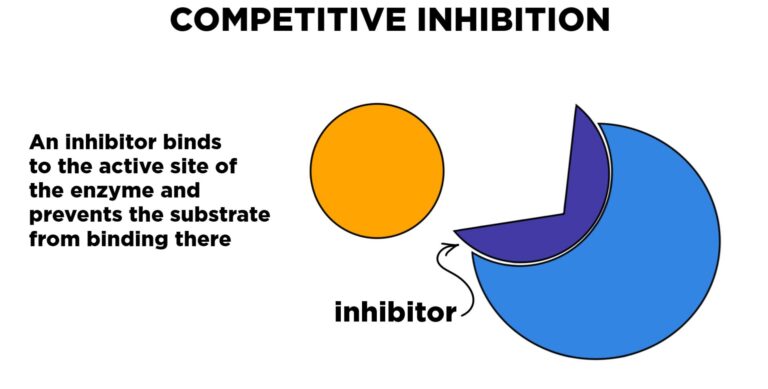 Enzyme Inhibitors – Competitive, Noncompetitive,...