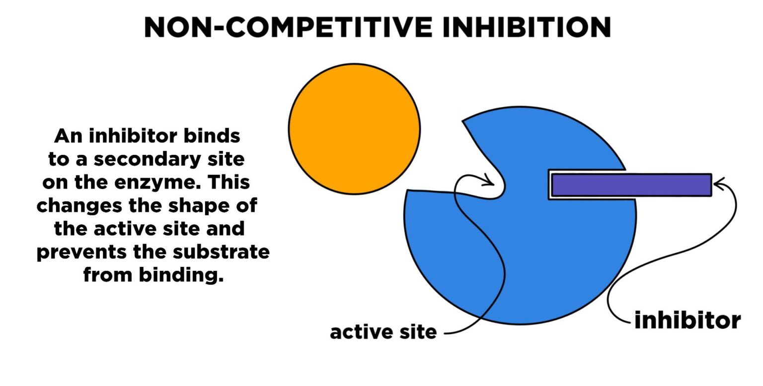 Enzyme Inhibitors – Competitive, Noncompetitive,...