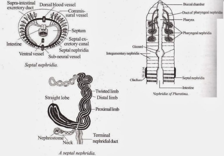 Excretory System of Earthworms - Best Biology Notes,...