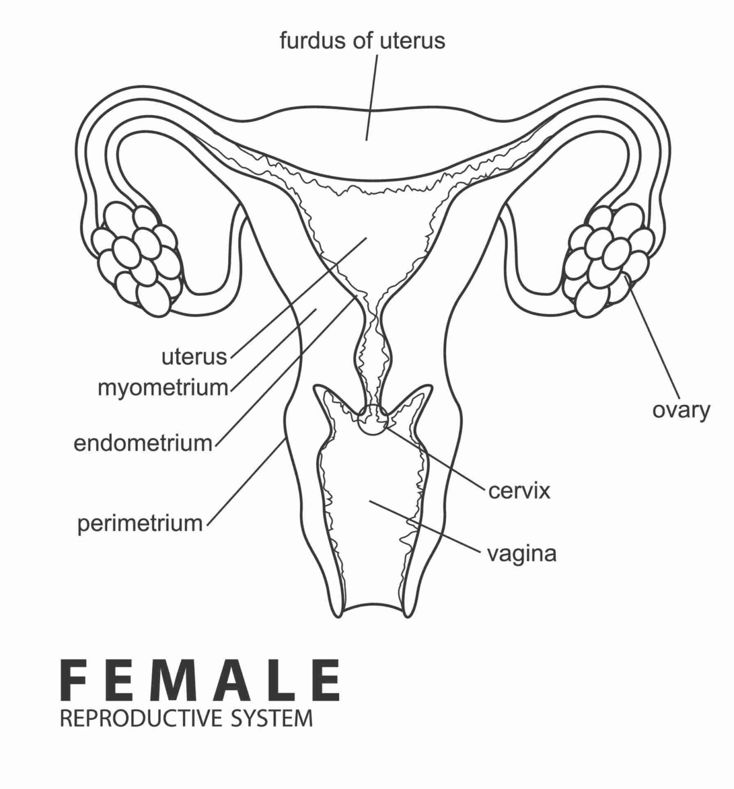 Female Reproductive System. Best Biology Notes