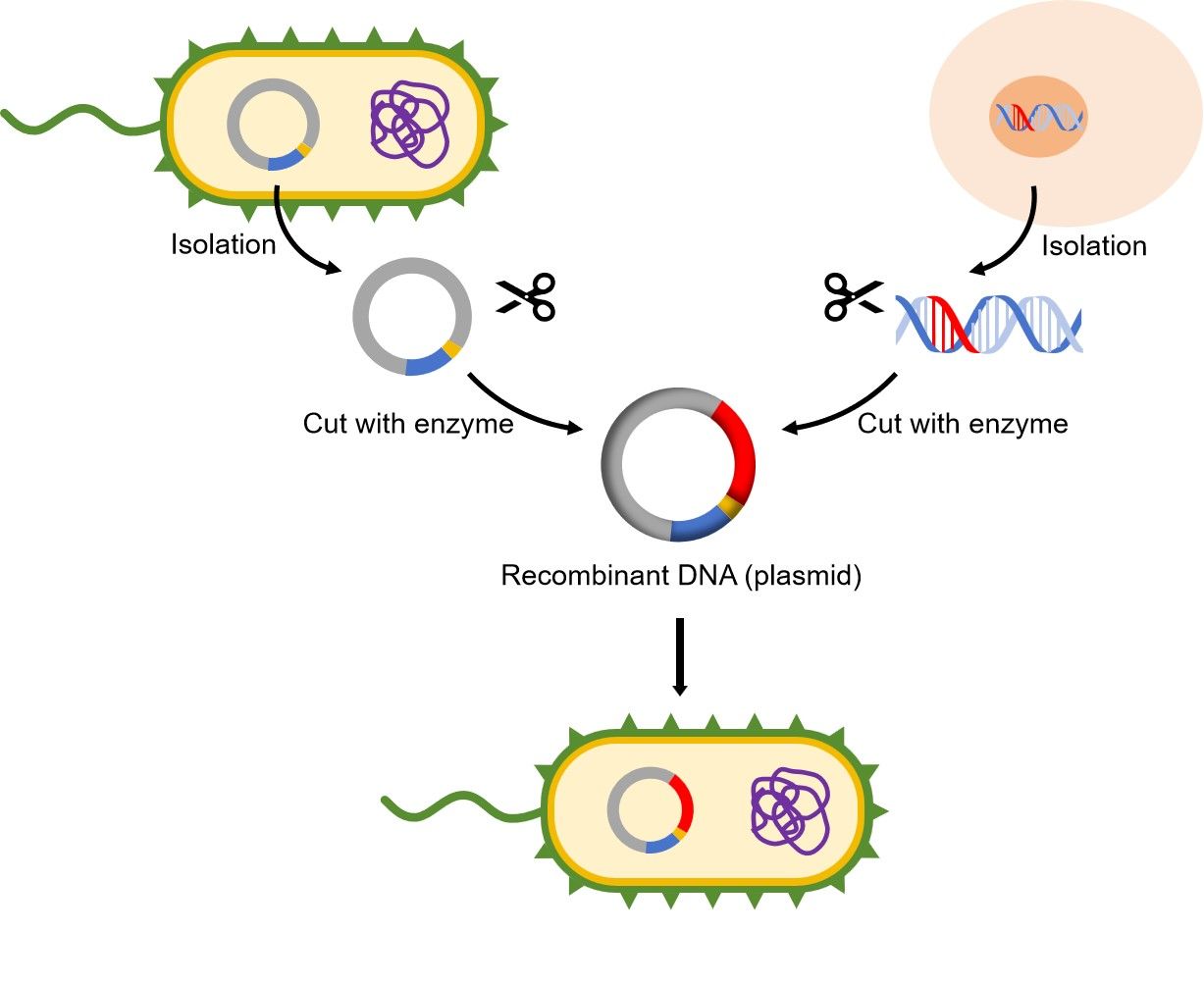 Gene cloning-Steps involved in gene cloning - Best...
