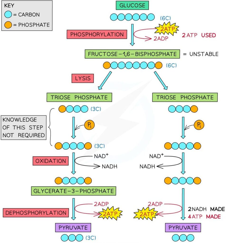 Glycolysis: Steps, Diagram, and Enzymes Involved - Best...