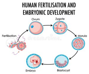 Human Fertilization and Embryogenesis - Best Biology...