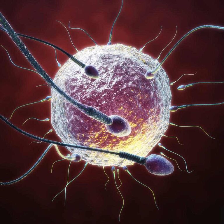 Human Fertilization and Embryogenesis - Best Biology...