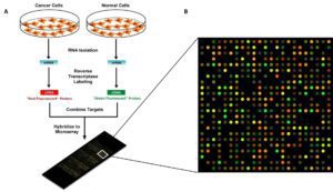 DNA Microarray - Best Biology Notes, Reference, Articles