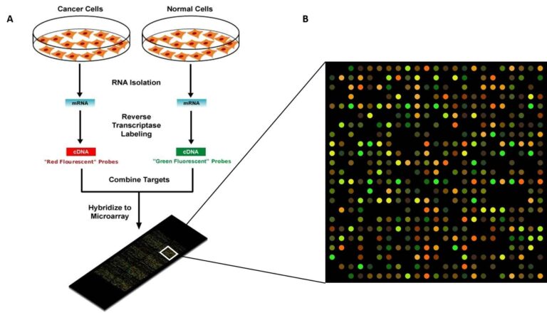 DNA Microarray - Best Biology Notes, Reference, Articles