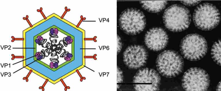 Rotavirus-Classification, Structure composition and...
