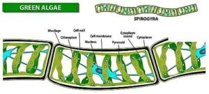 Spirogyra: Habitat, Structure, Reproduction, and... Best