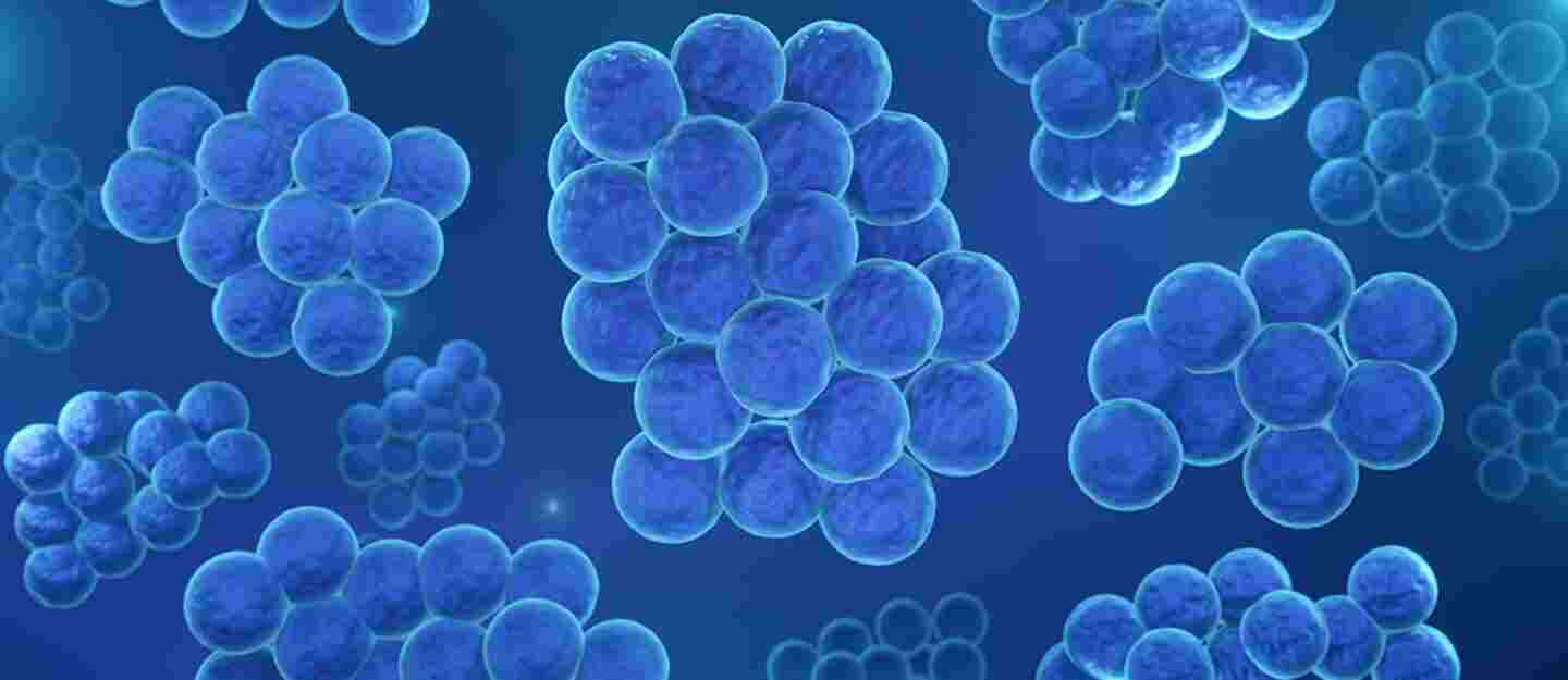 Coagulase Test- Principle, Procedure, Types, Result, Uses