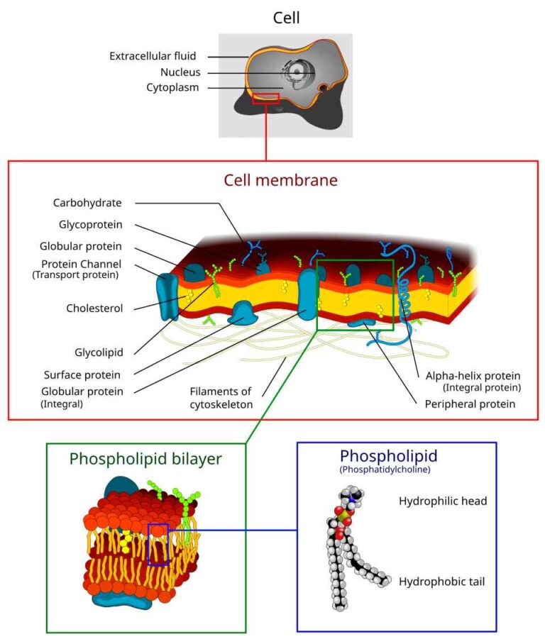 Cell Membrane: Composition, Structure, Functions - Best...