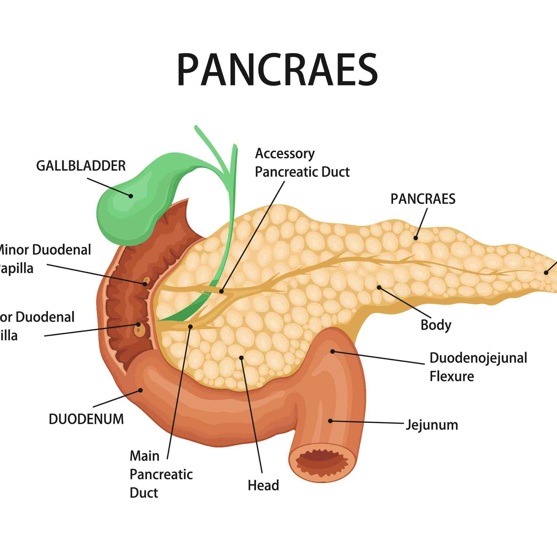 Pancreas: Structure, Hormones, and Functions - Best Biology
