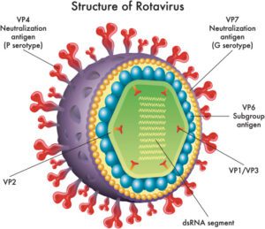 Rotavirus-Classification, Structure composition and...