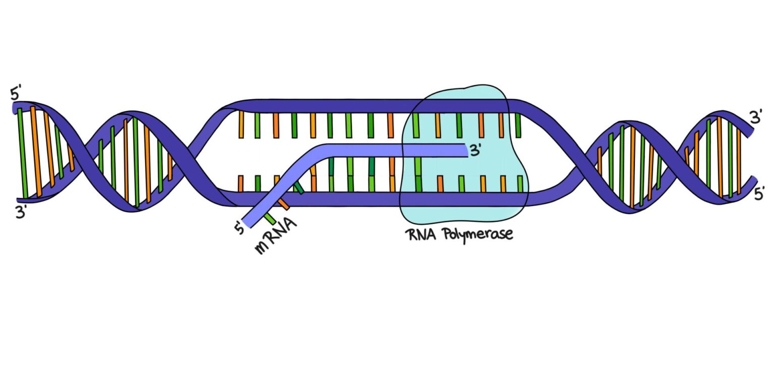 Central Dogma- Replication, Transcription, Translation