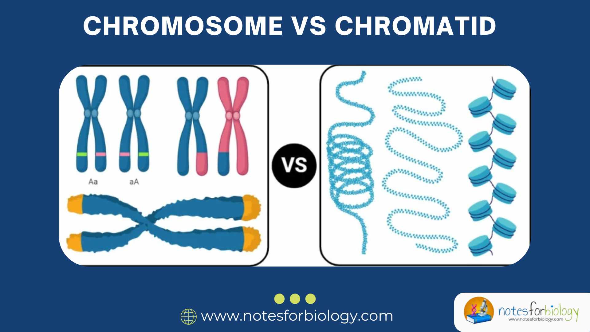 Chromosome and Chromatid, 11 difference between - Best