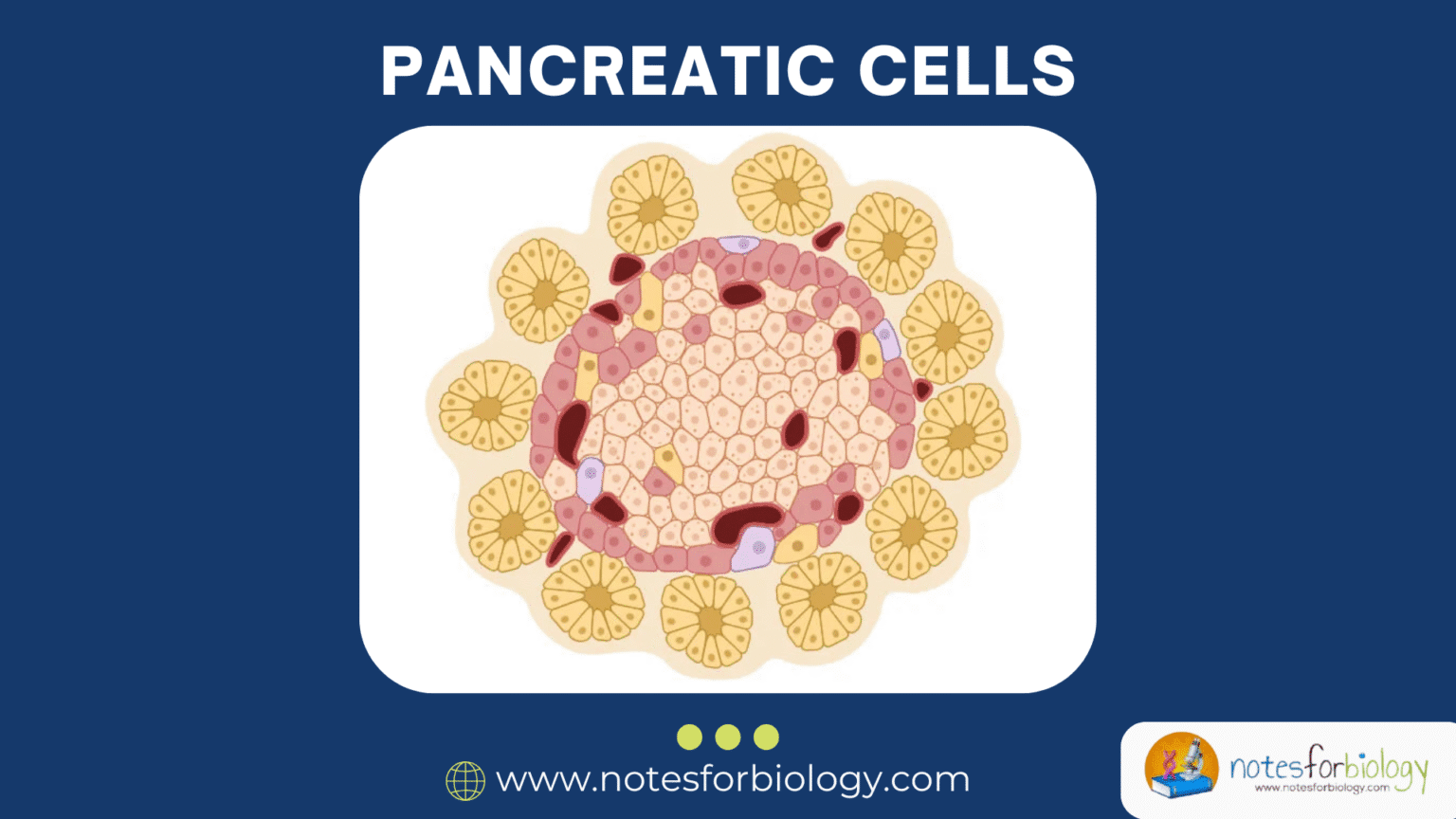 Pancreatic Cells: Types, Structure, Functions - Best Biology